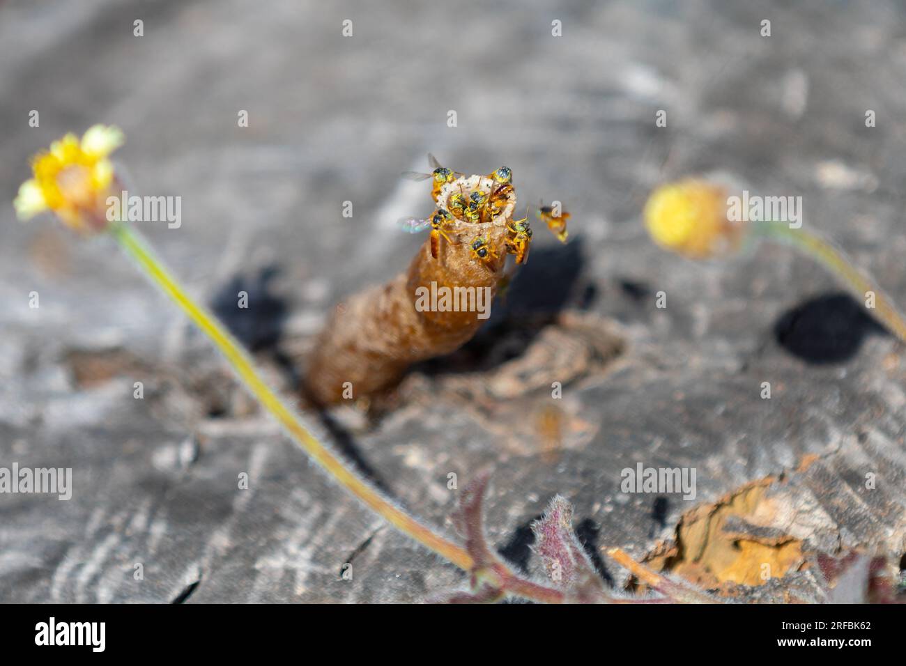 Adult Jatai bees of the species Tetragonisca angustula with selective ...