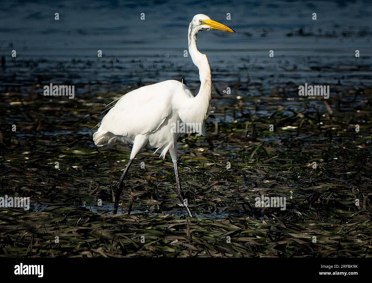 Egret bird walks hi-res stock photography and images - Alamy