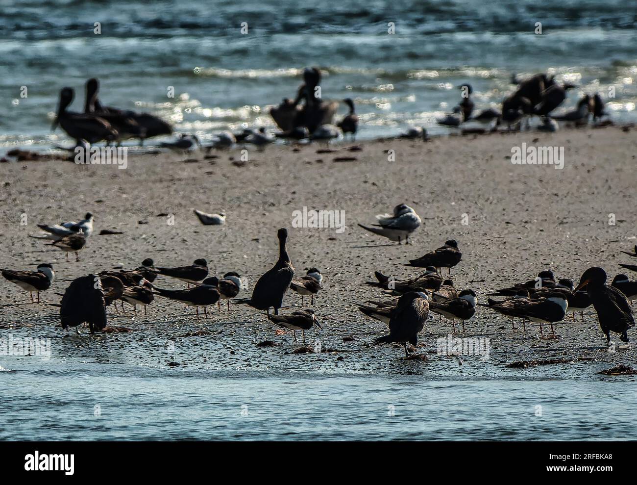 Aquatic birds hi-res stock photography and images - Alamy