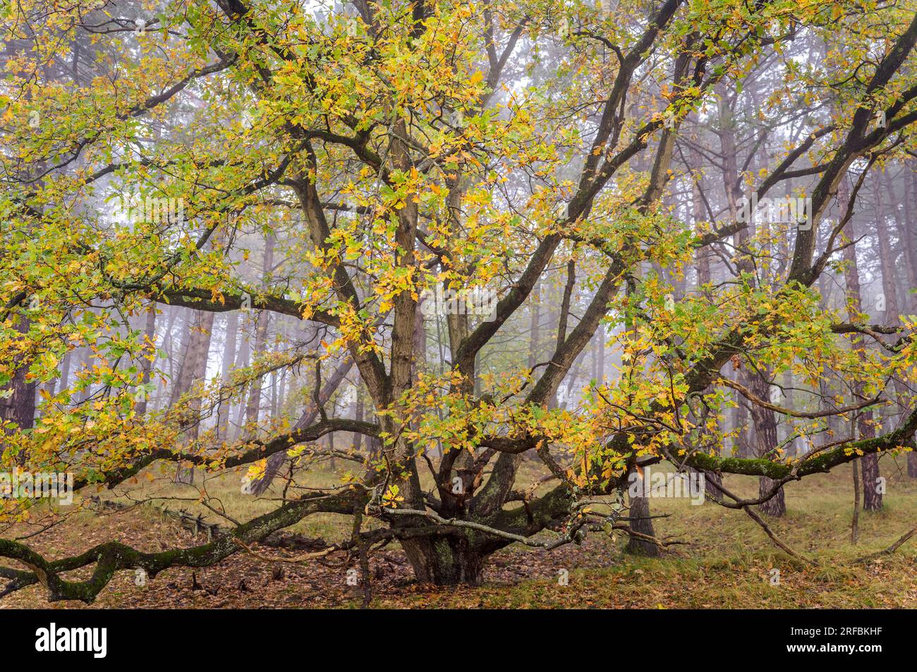 Old tree with fall foliage in autumn colorful forest, Amsterdamse ...
