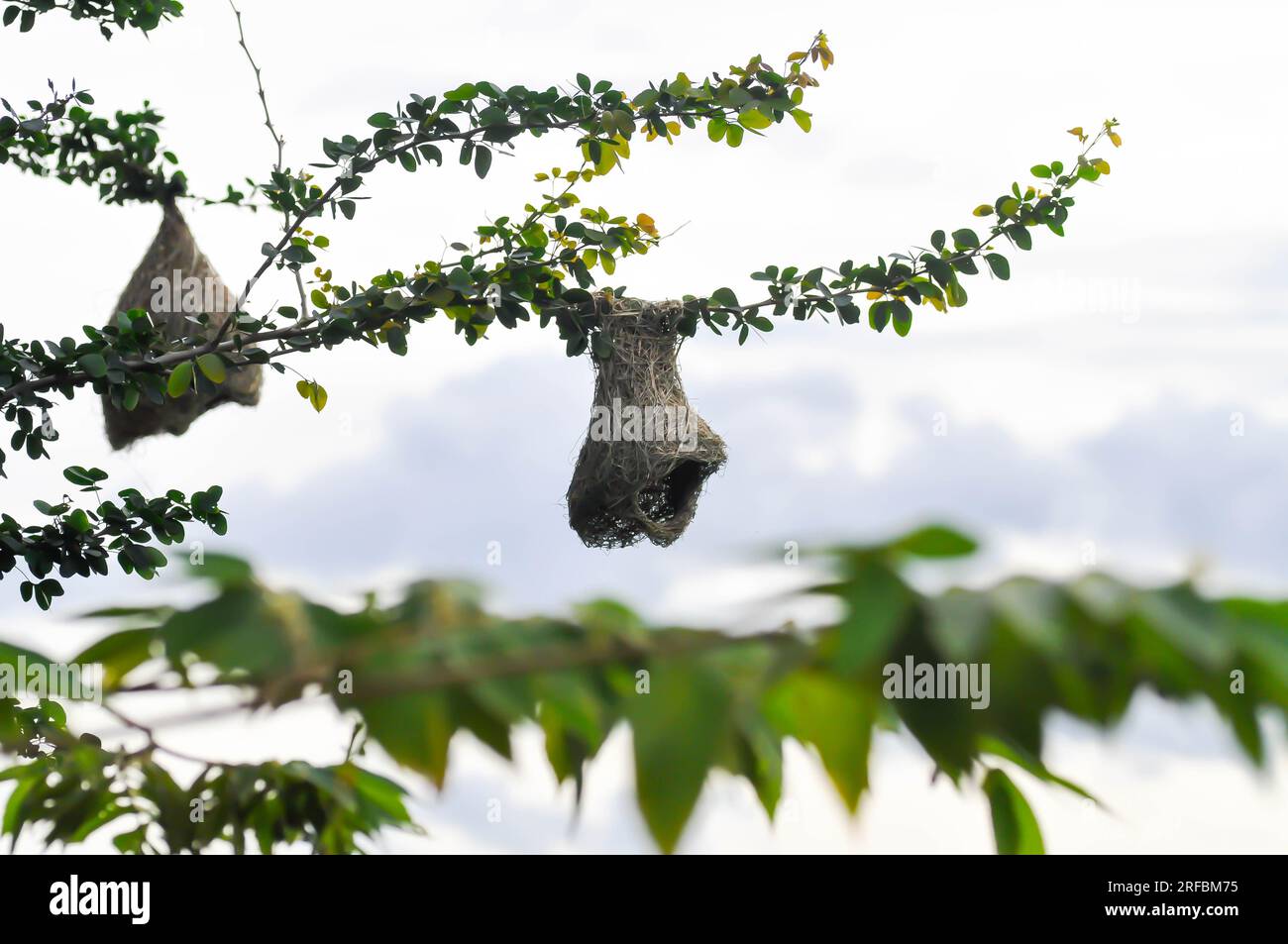 bird nest on the Manila tamarind tree and sky background Stock Photo ...