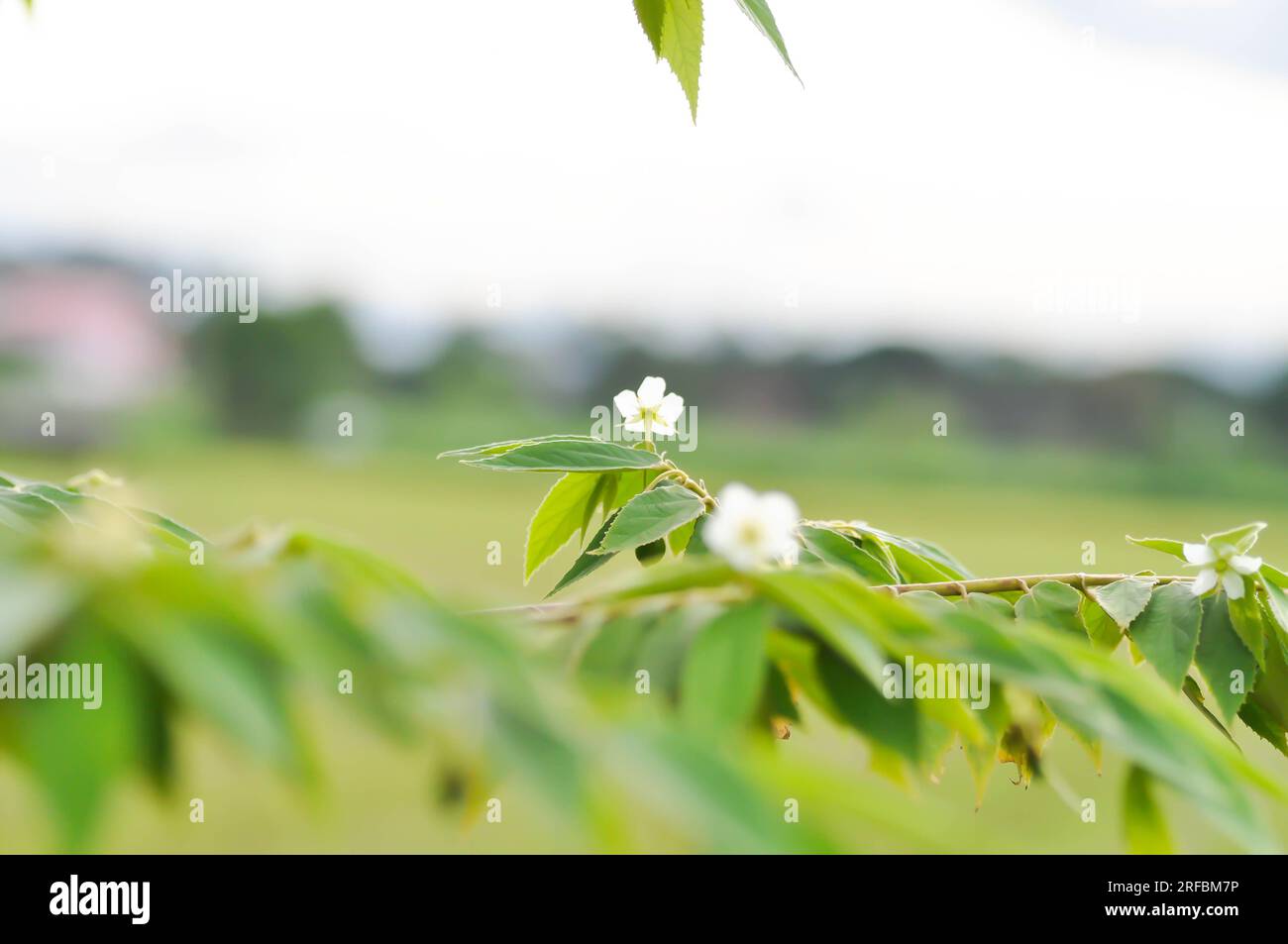 Calabura, Jam tree or Jamaican cherry or Malayan Cherry or Muntingia ...