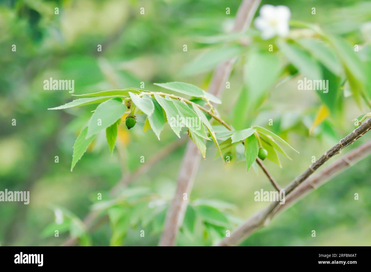 Jamaican cherry flower hi-res stock photography and images - Alamy