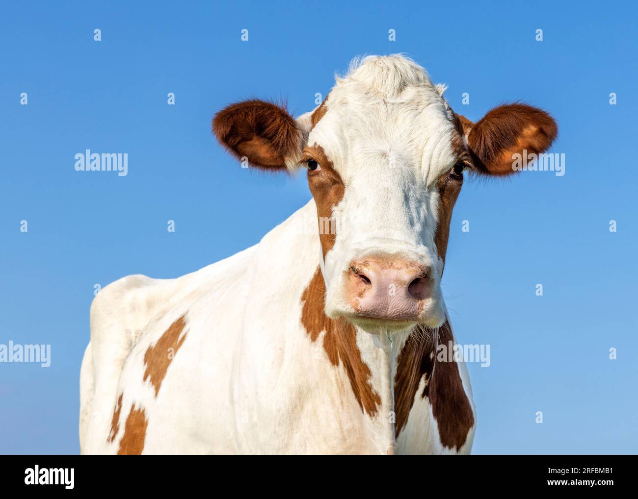 Cow standing full length in side view, Holstein milk cattle black and ...