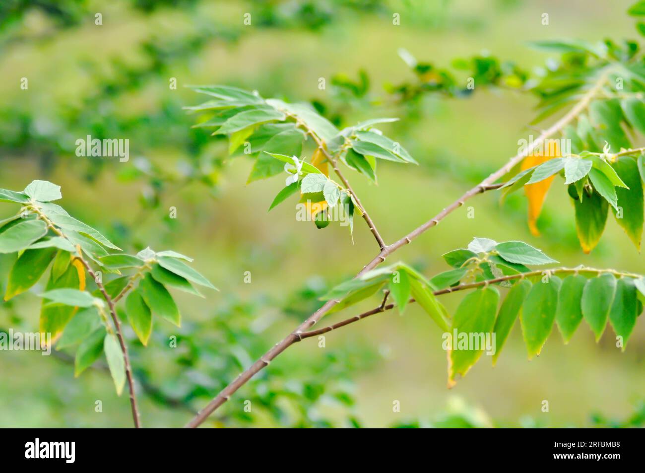 Calabura, Jam tree or Jamaican cherry or Malayan Cherry or Muntingia ...