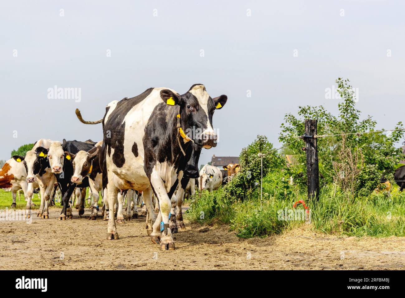 Cows walking on a path in a pasture under a blue sky, herd in a row, on ...