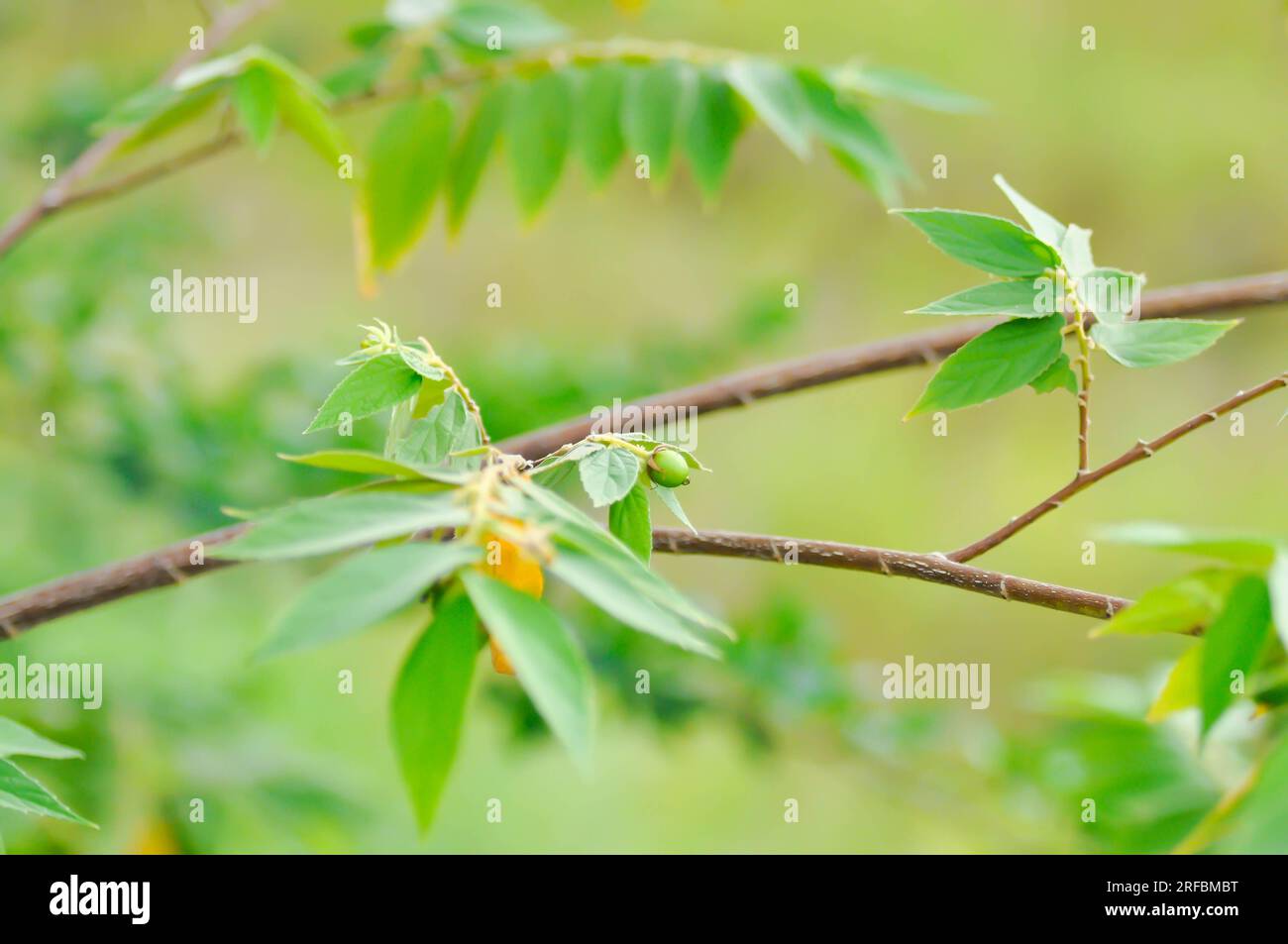 Calabura, Jam tree or Jamaican cherry or Malayan Cherry or Muntingia ...