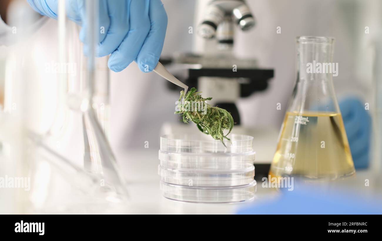 Cannabis buds are examined under microscope and hemp oil Stock Photo ...