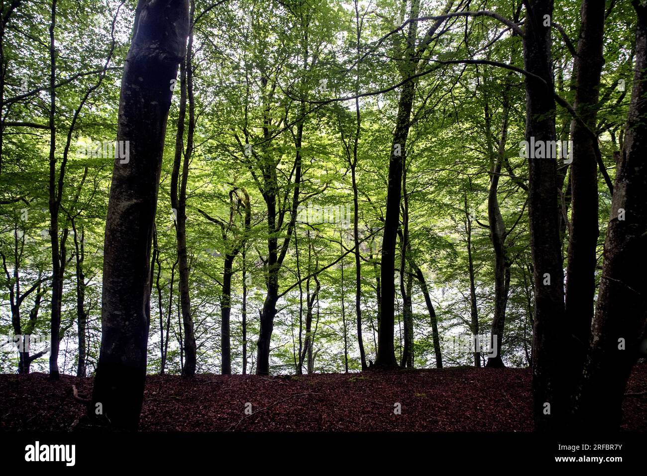 Forest scotland woodland path uk hi-res stock photography and images ...
