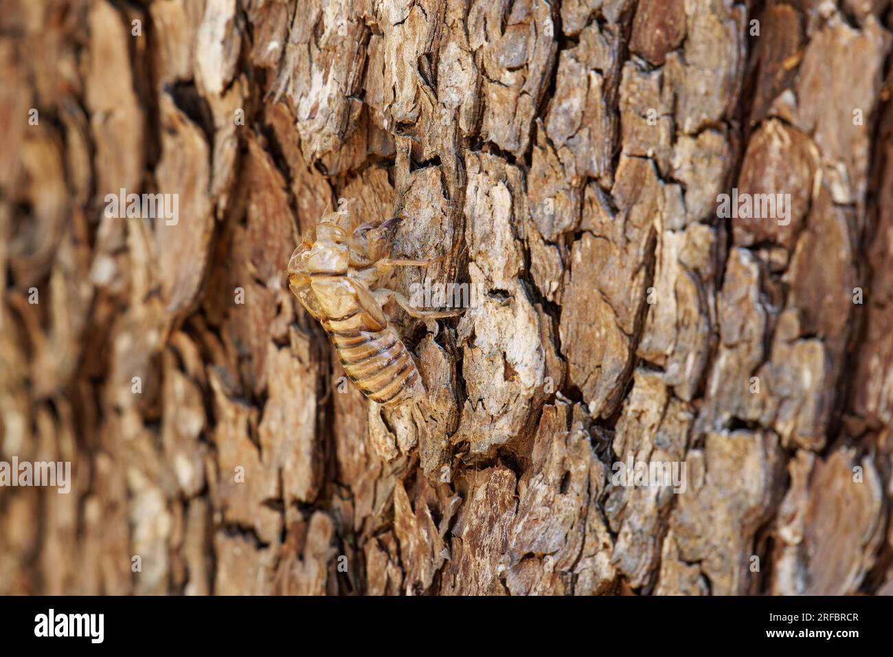 Cicada husk on tree bark Stock Photo - Alamy