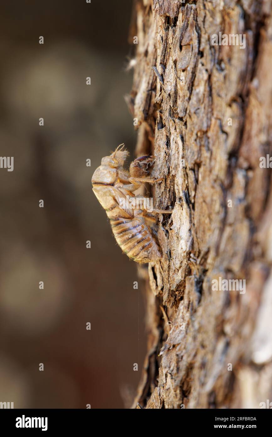Cicada texture hi-res stock photography and images - Alamy