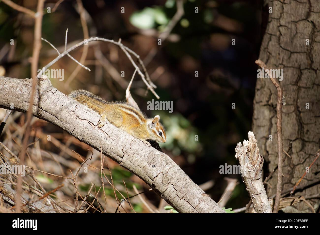 Least Chipmunk side profile on branch Stock Photo - Alamy