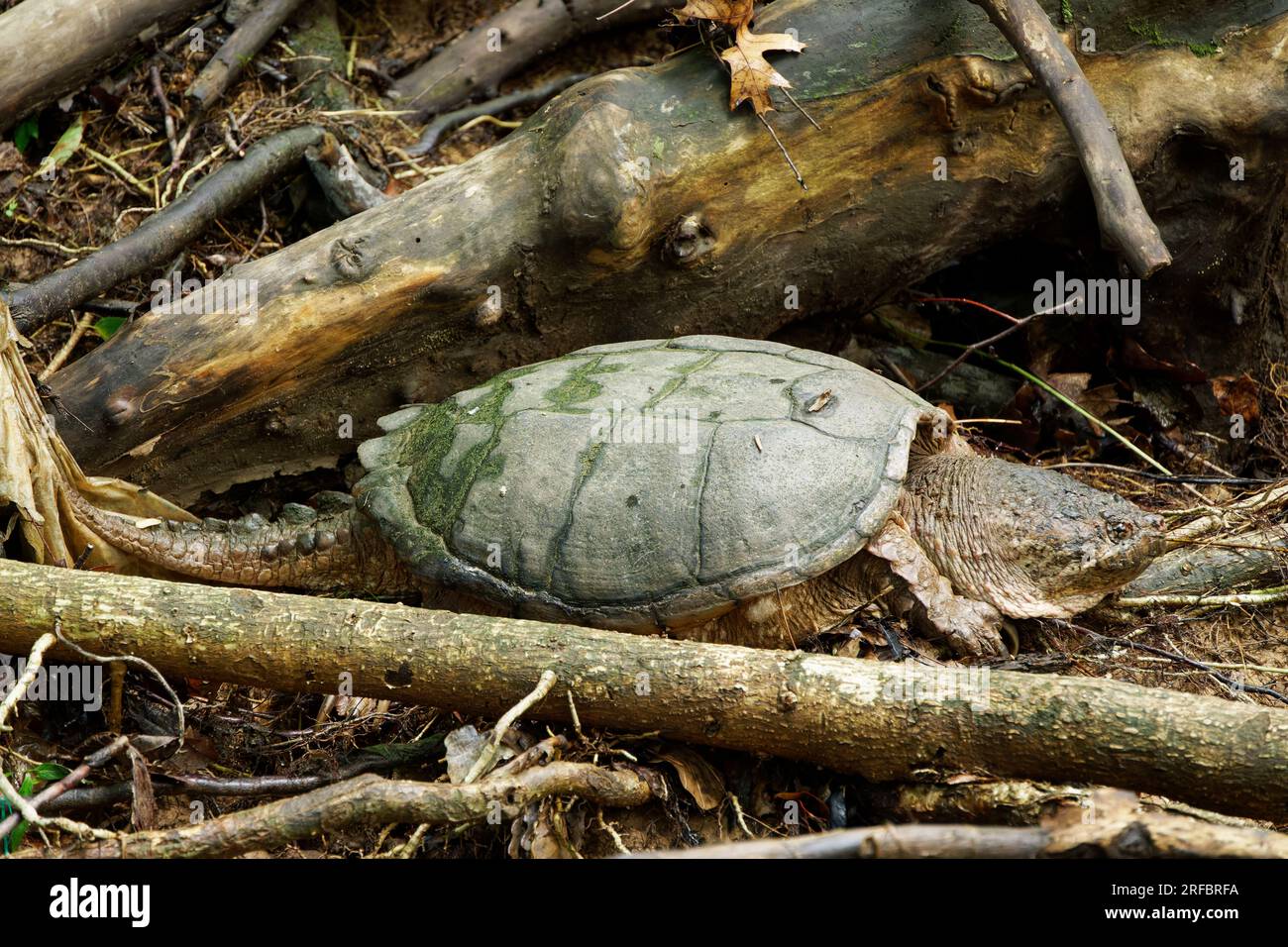 Snapping Turtle on Land Resting Stock Photo - Alamy
