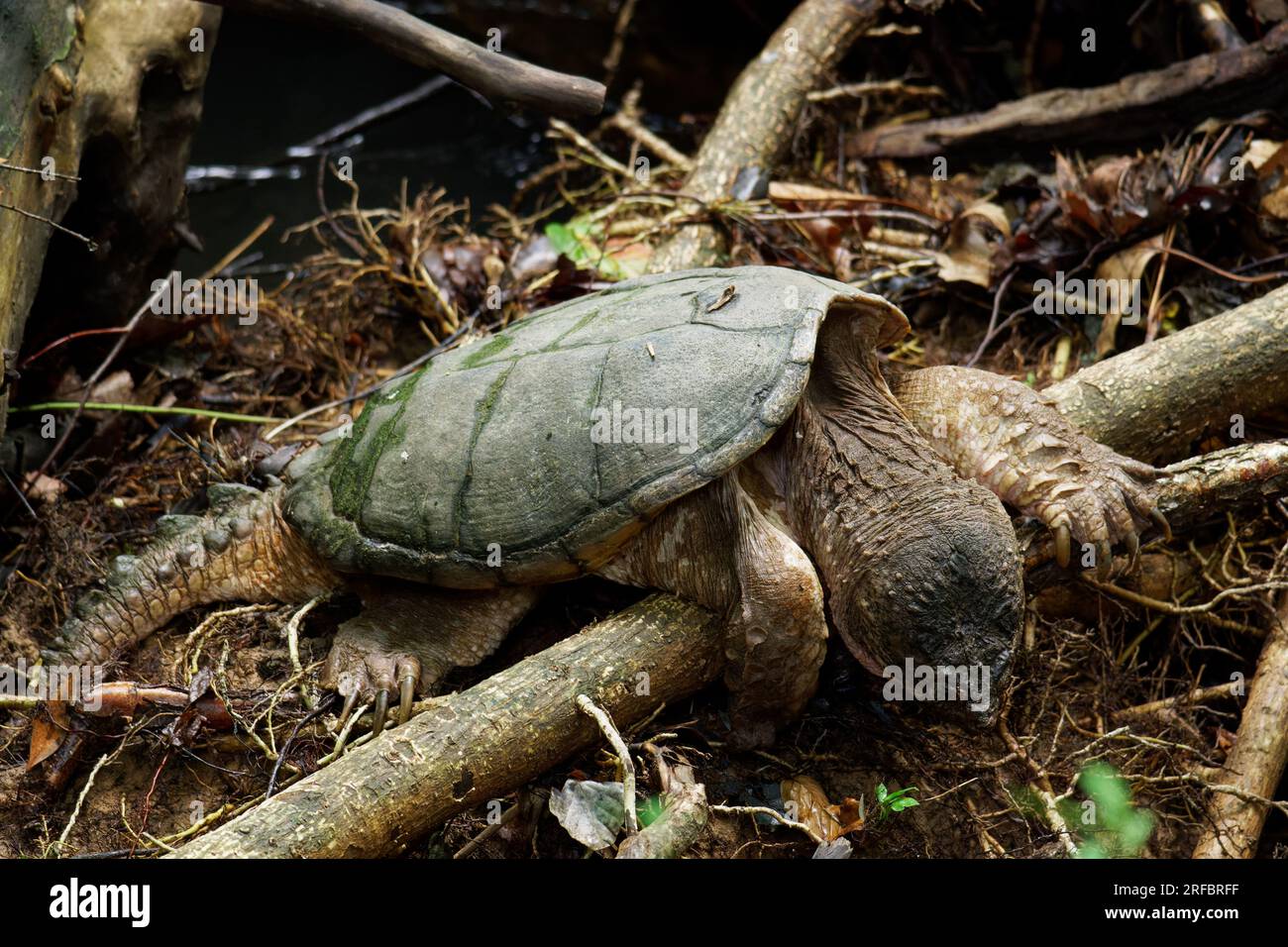 Snapping Turtle on Land Resting Stock Photo - Alamy