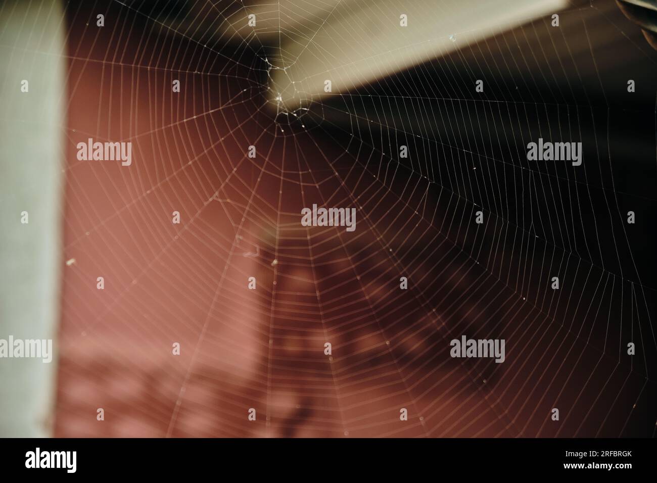 Spider web stretched on a wooden structure. A spider web of silk thread ...