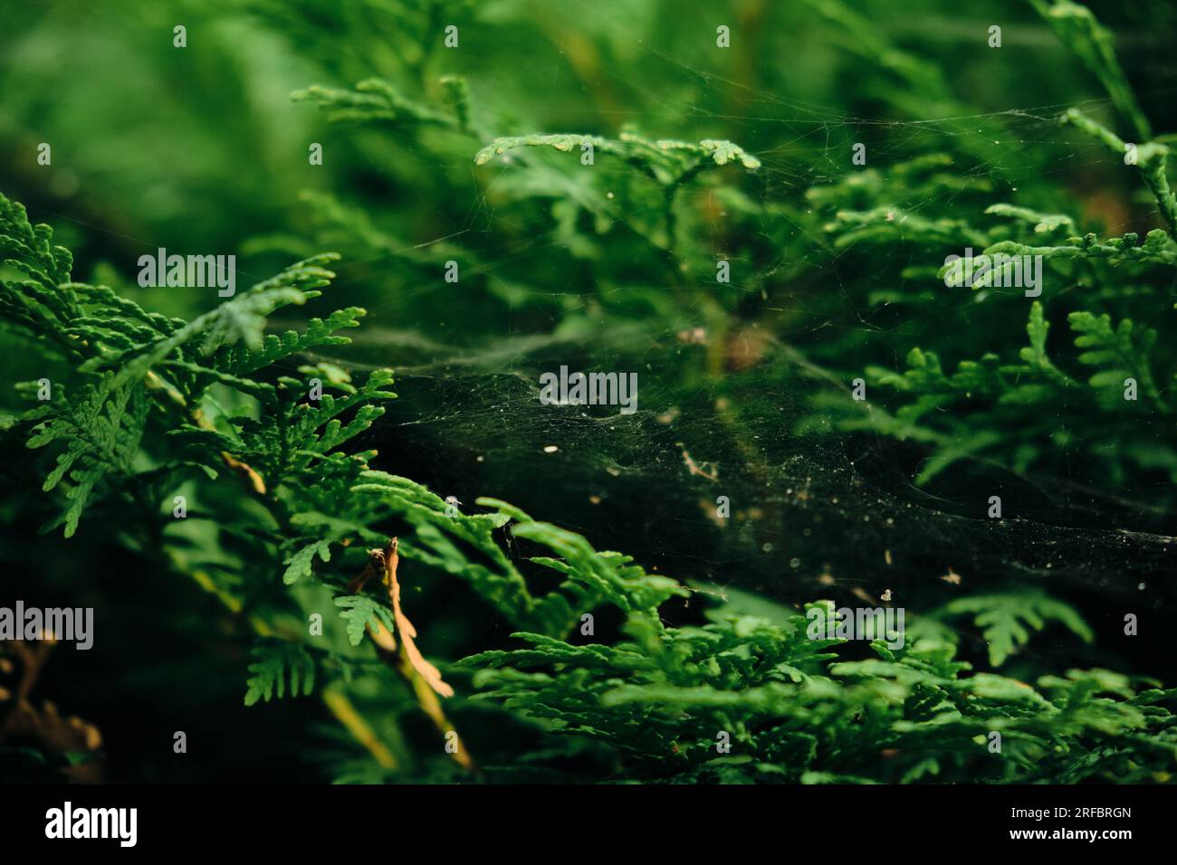 Spider web stretched on a wooden structure. A spider web of silk thread ...