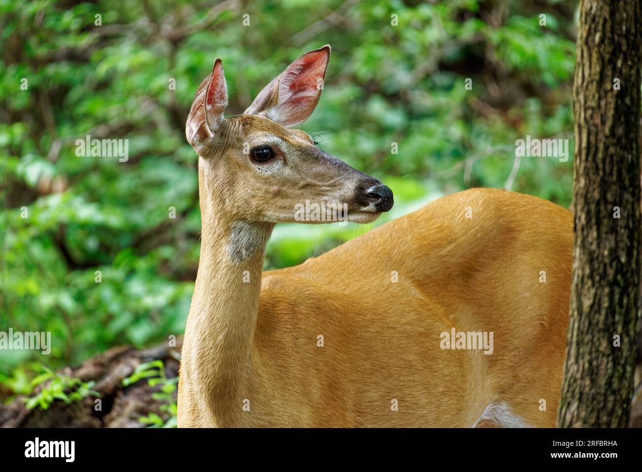 White Tailed Deer in Woodland Stock Photo - Alamy