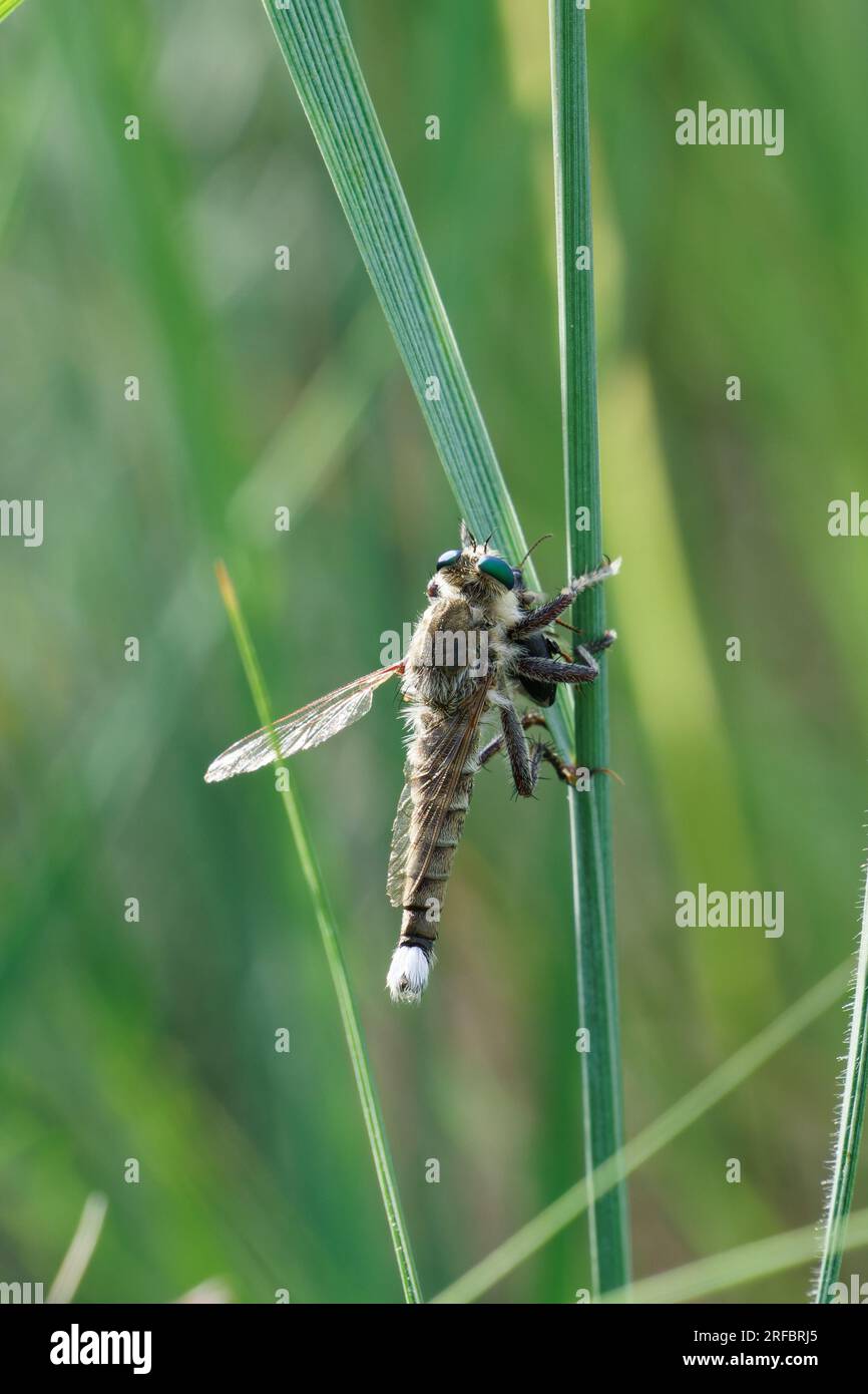 Robber fly eating insect hi-res stock photography and images - Alamy