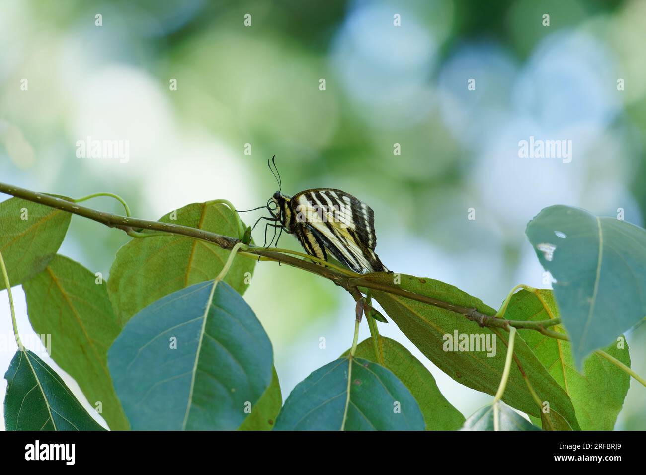 Anise swallowtail hi-res stock photography and images - Alamy