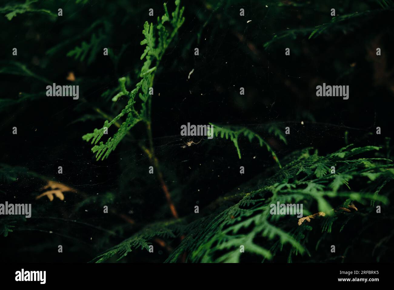 Spider web stretched on a wooden structure. A spider web of silk thread ...