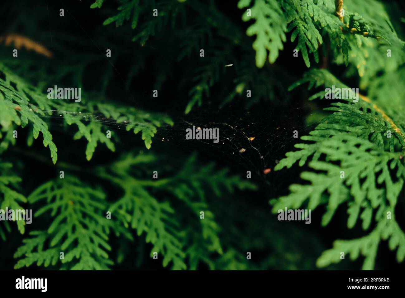 Spider web stretched on a wooden structure. A spider web of silk thread ...