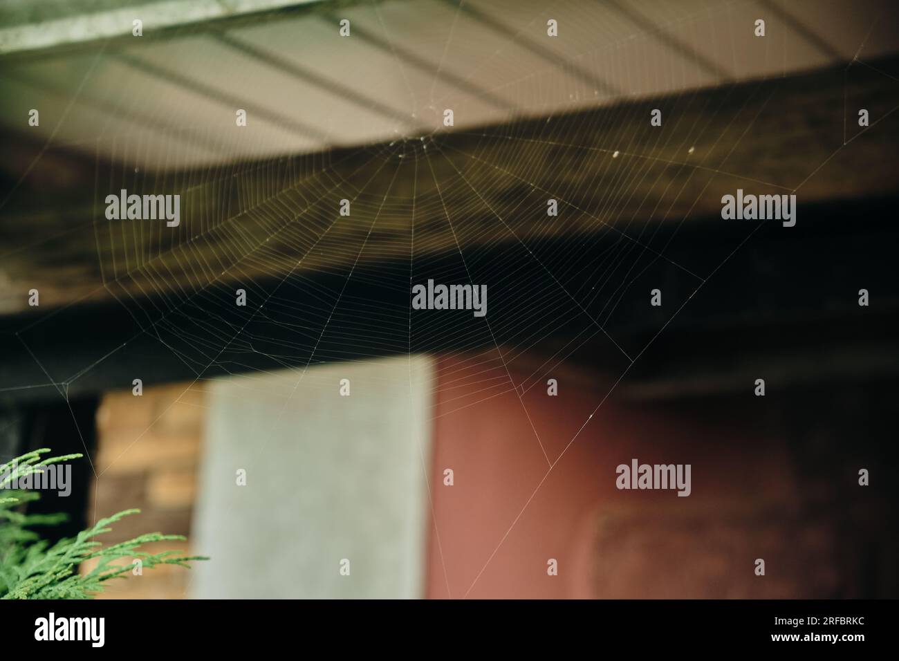 Spider web stretched on a wooden structure. A spider web of silk thread ...