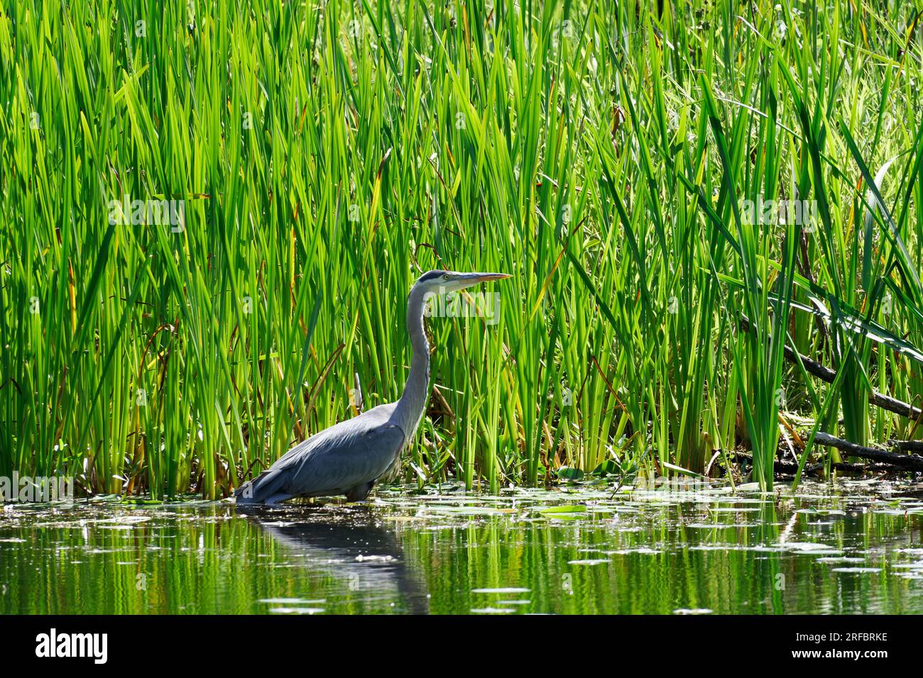 Great Blue Heron hunting in water Stock Photo - Alamy