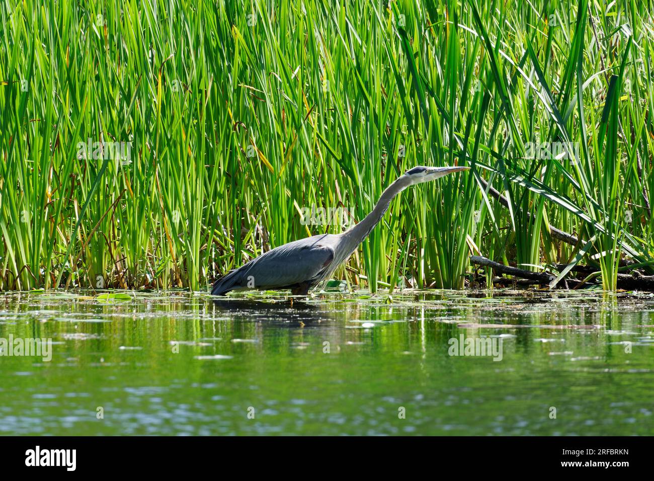 Great Blue Heron hunting in water Stock Photo - Alamy