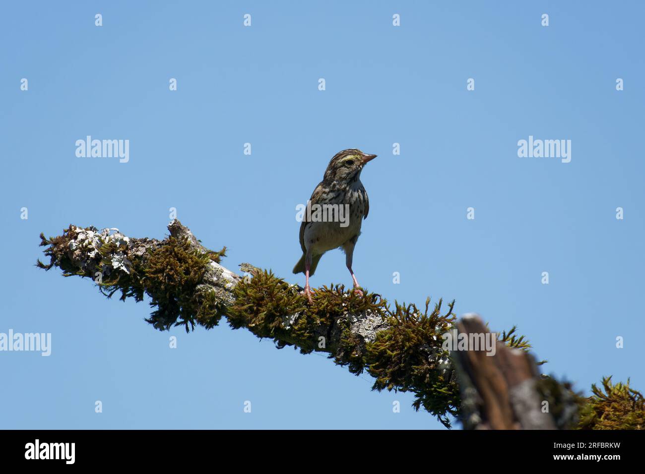 Birds sparrow hi-res stock photography and images - Alamy