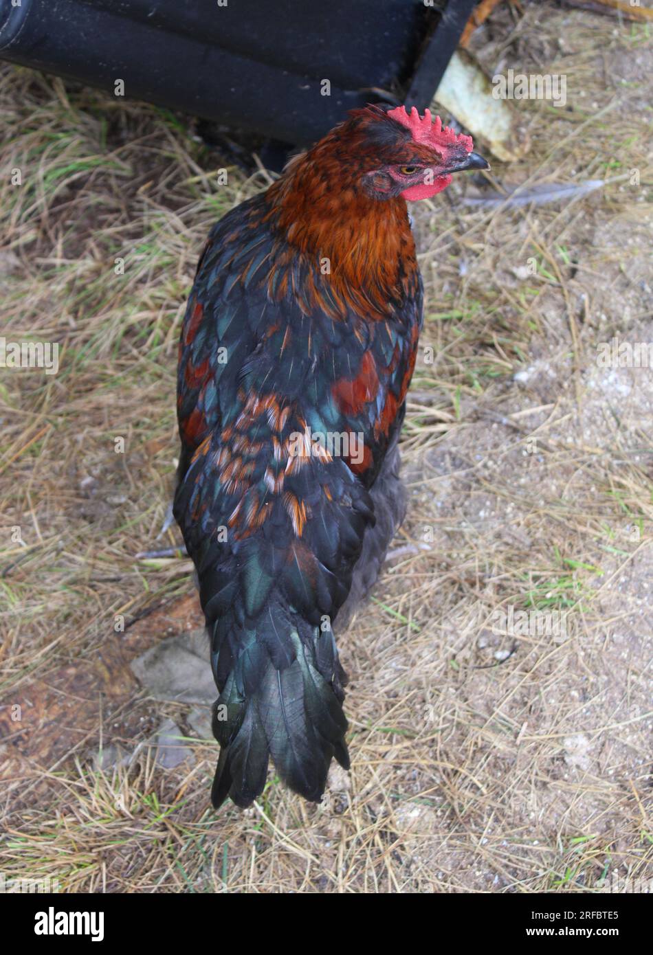 A Top View of the Back of a Young Male Mix Breed Chicken Stock Photo ...