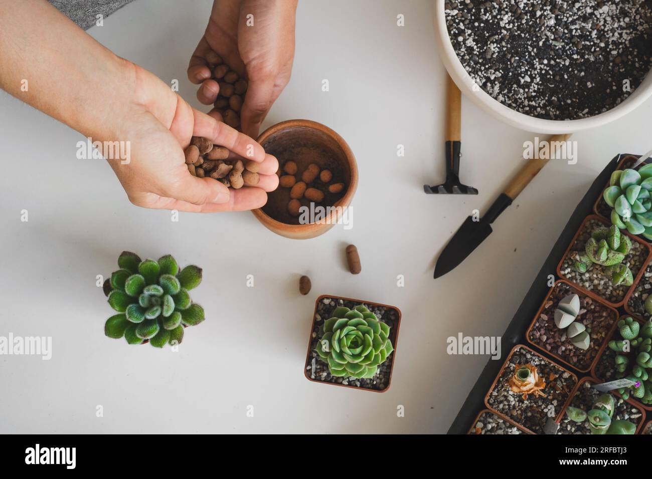 Putting drainage for plants in pot during repotting or transplantation ...
