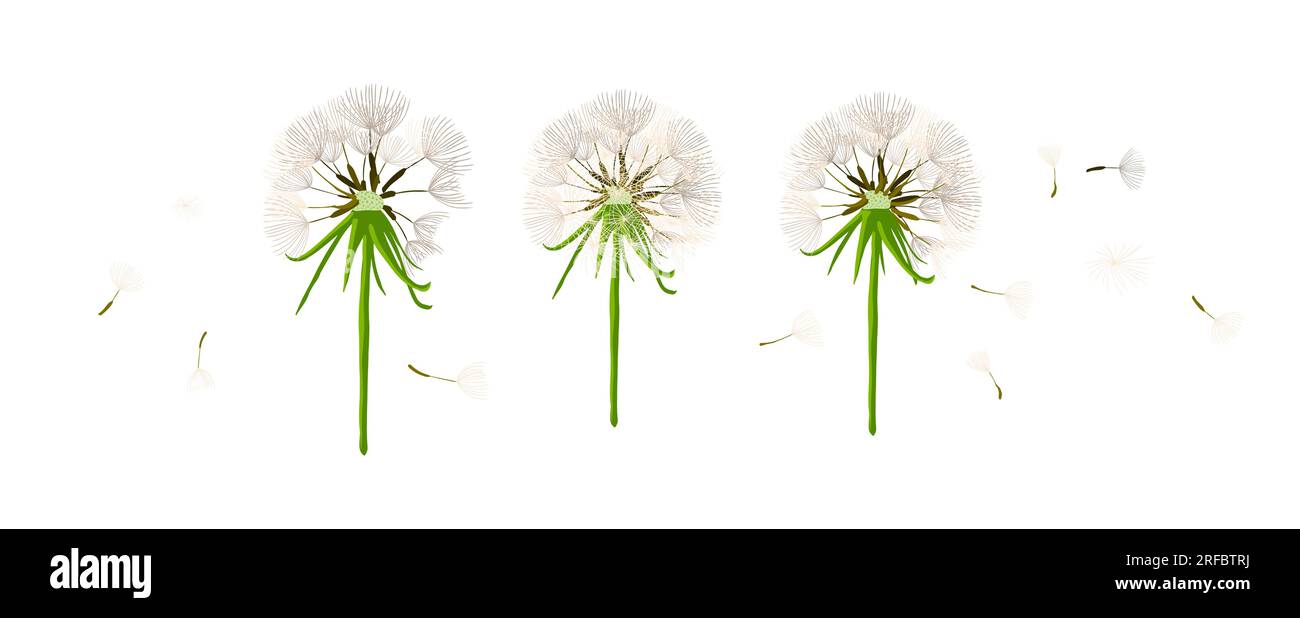 Dandelion object fluffy. Vector illustration Stock Vector Image & Art ...