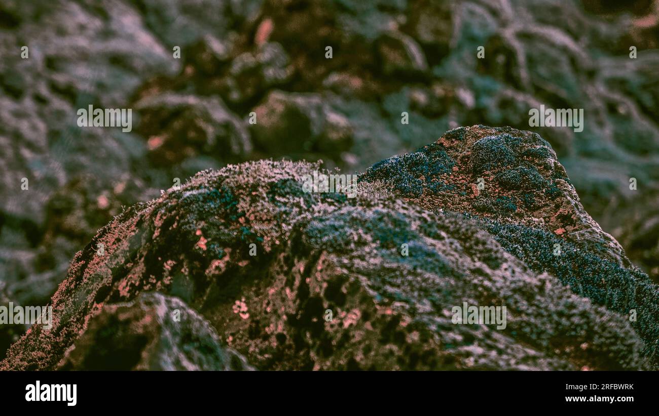 Moss green colour tones hi-res stock photography and images - Alamy
