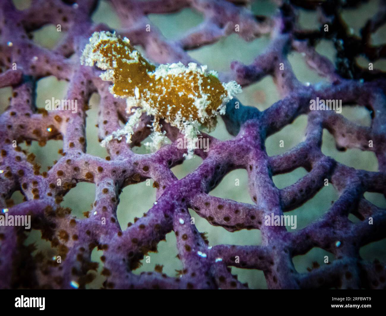 Tiny macro roughback shrimp (Trachycaris rugosa) on a purple seafan in ...