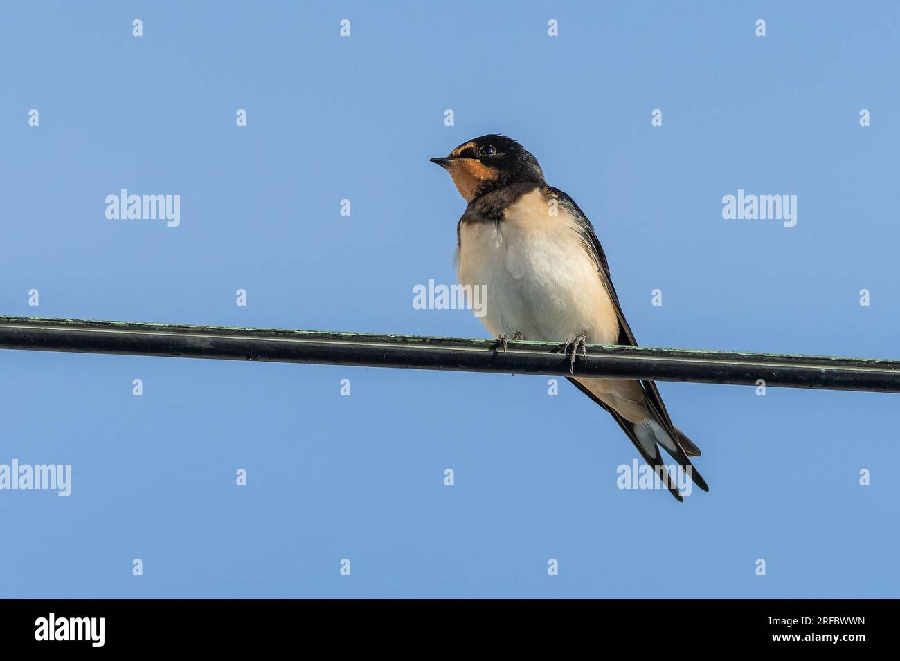 A cute young bird, the barn swallow with red chin, perching on a black ...