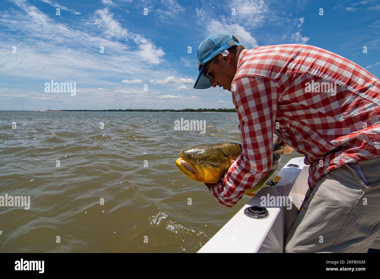 Fisherman holding a golden dorado (Salminus Brasiliensis) during a ...