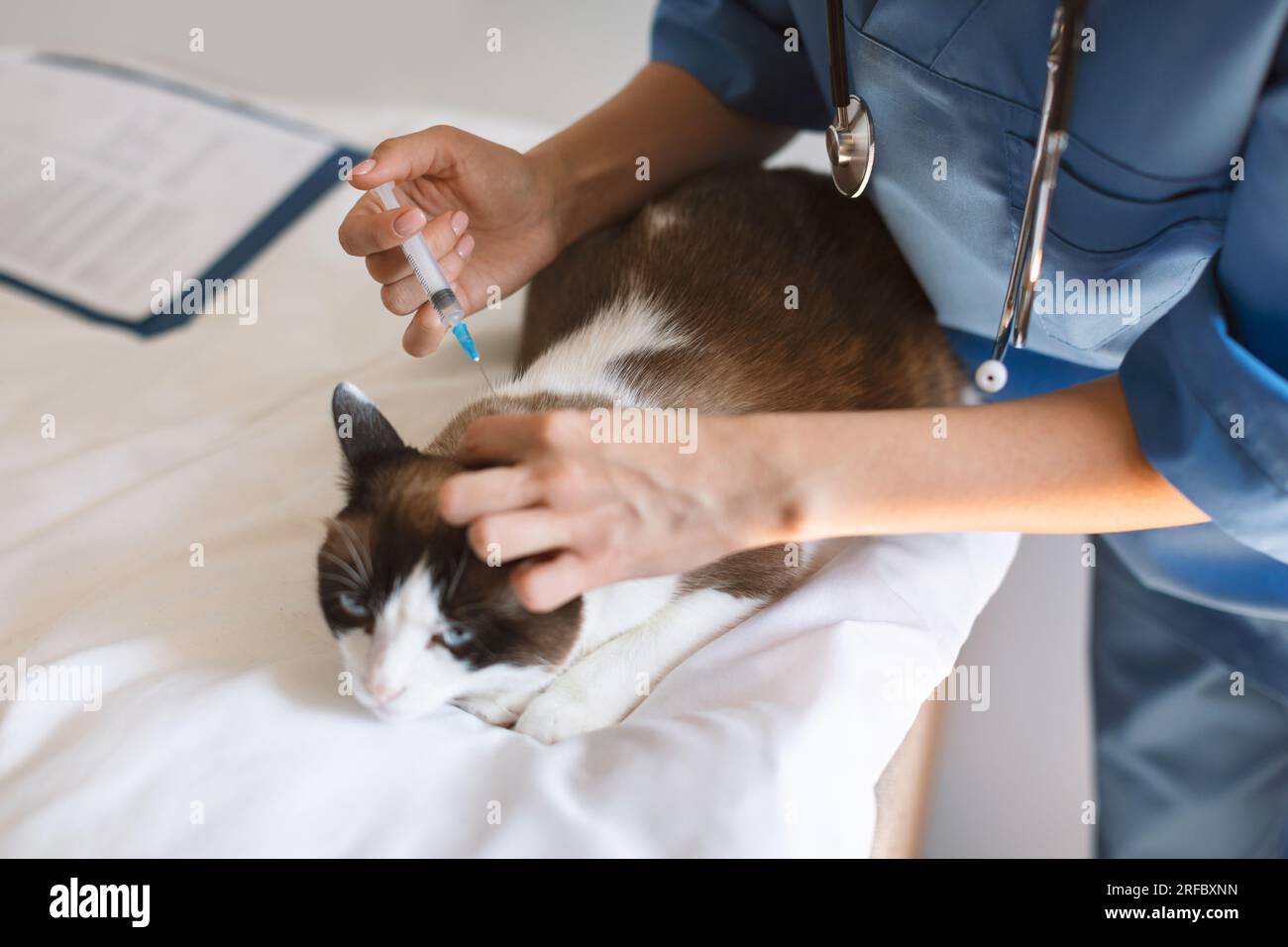 Veterinarian Doctor Providing Medication Injecting Cat with Medication ...