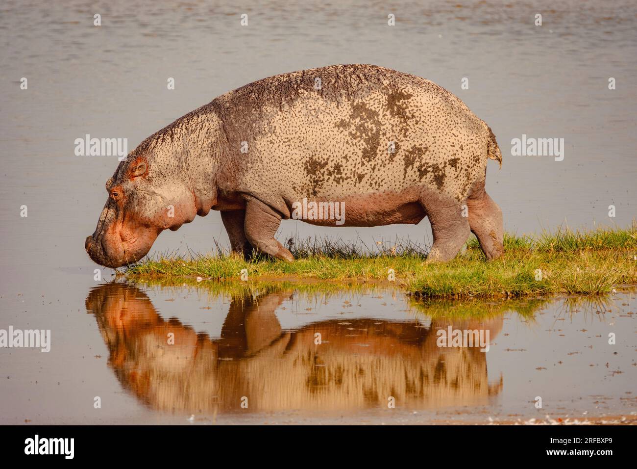 A lone hippo walking on water with symmetrical reflection at Amboseli ...