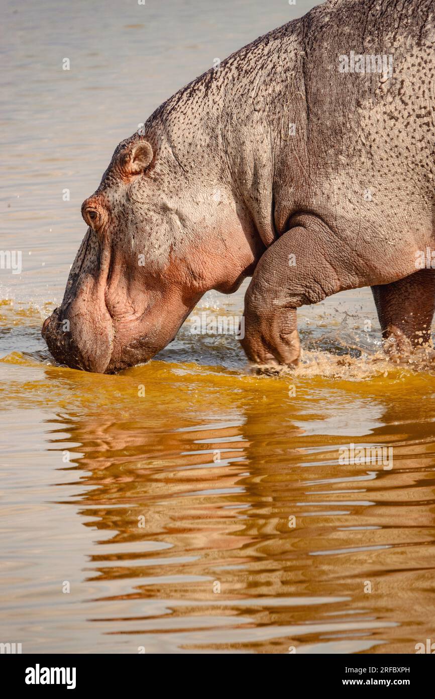A lone hippo walking on water with symmetrical reflection at Amboseli ...