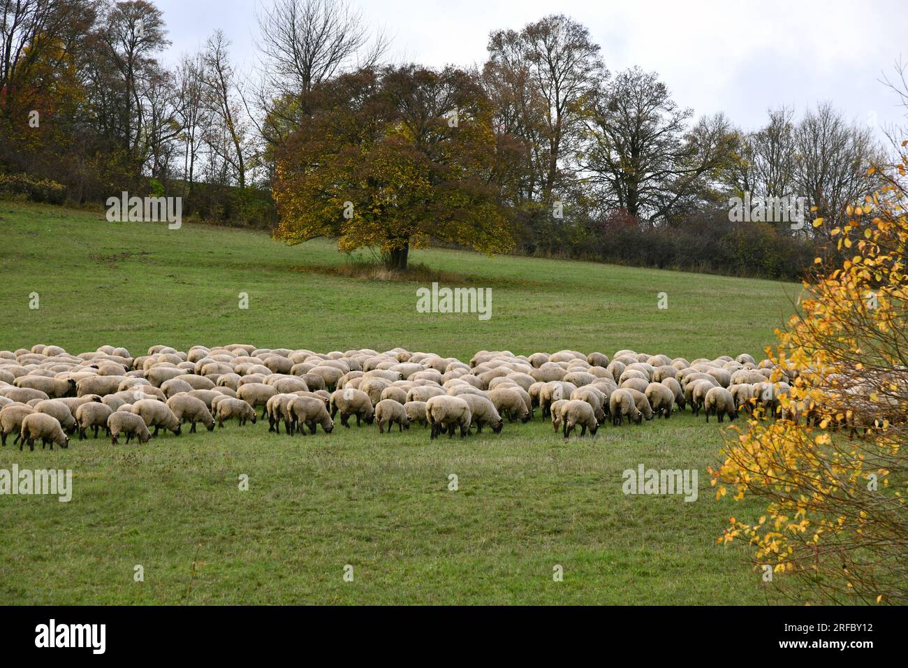 Herd of sheep in the Rhön- Landcape conservationists on four legs Stock ...