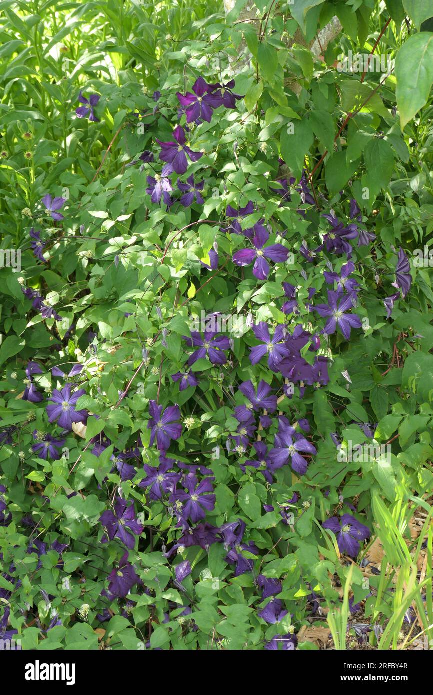 Vertical closeup of the purple summer flowering perennial climbing ...