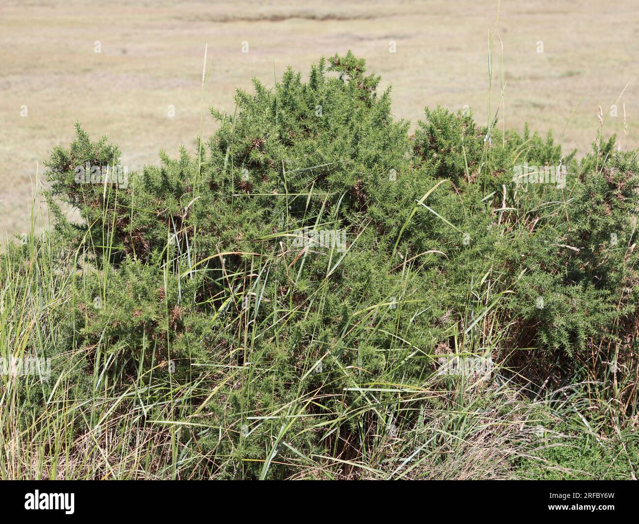 Closeup of the evergreen native plant Common Gorse Ulex europeus seen ...
