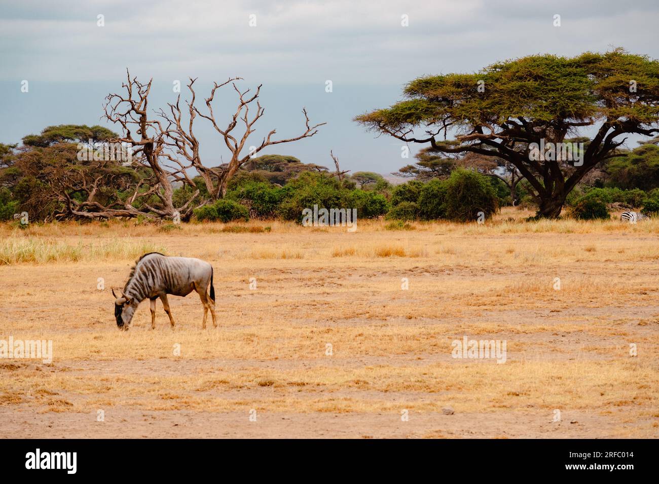 A herd of Southern White Bearded wildebeast at Amboseli National Park ...