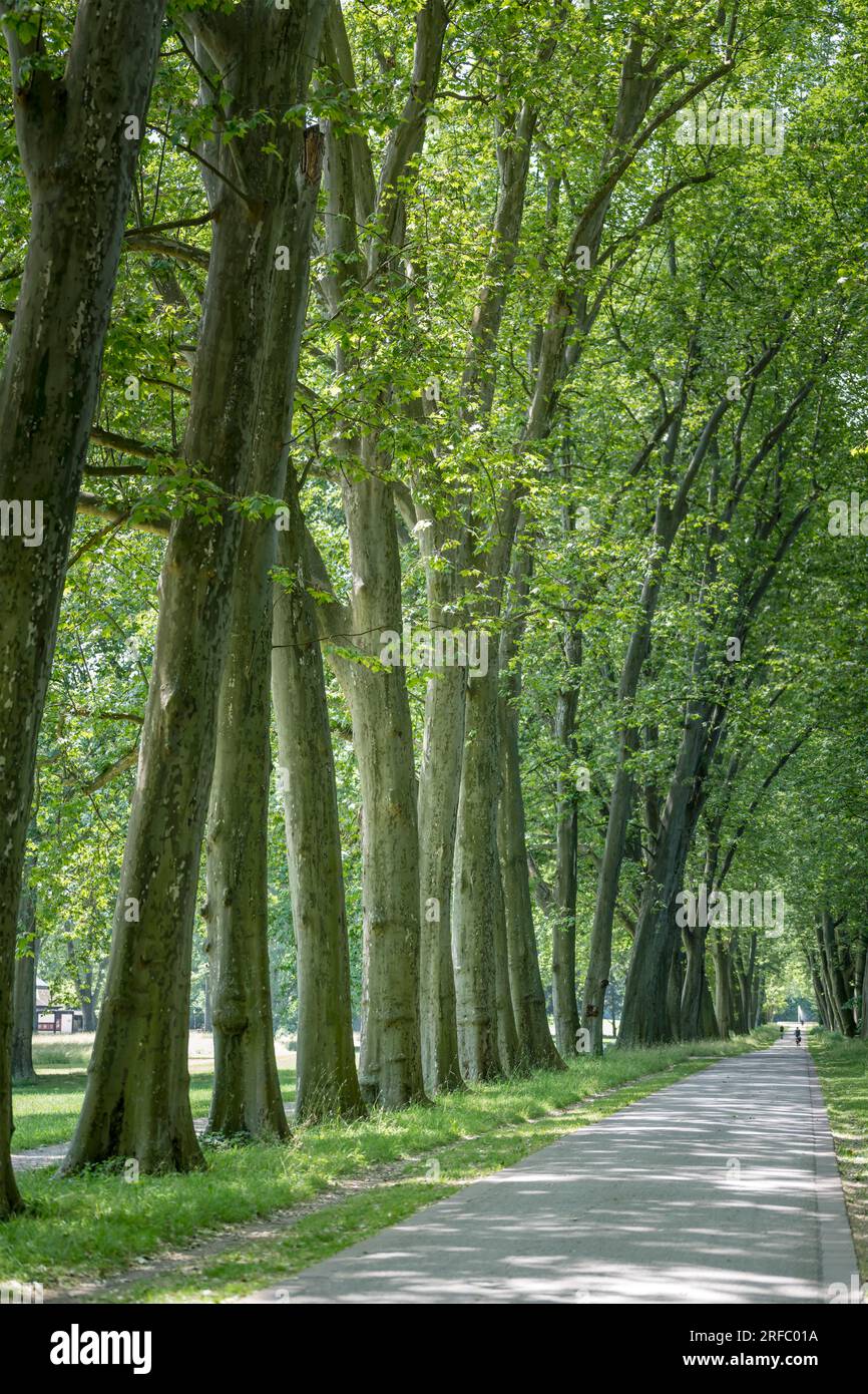 Tree germ hi-res stock photography and images - Alamy