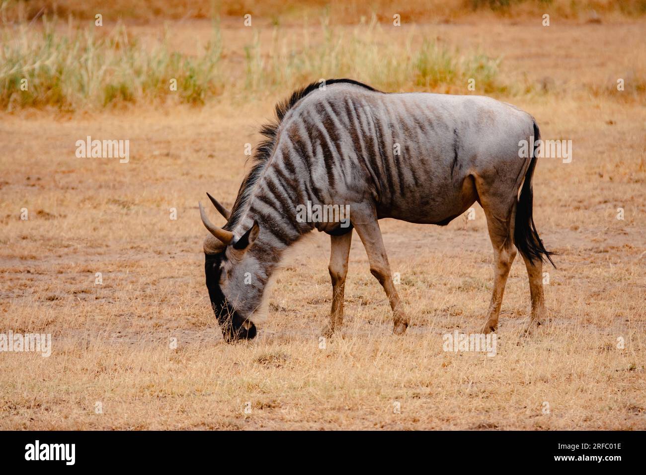 A herd of Southern White Bearded wildebeast at Amboseli National Park ...
