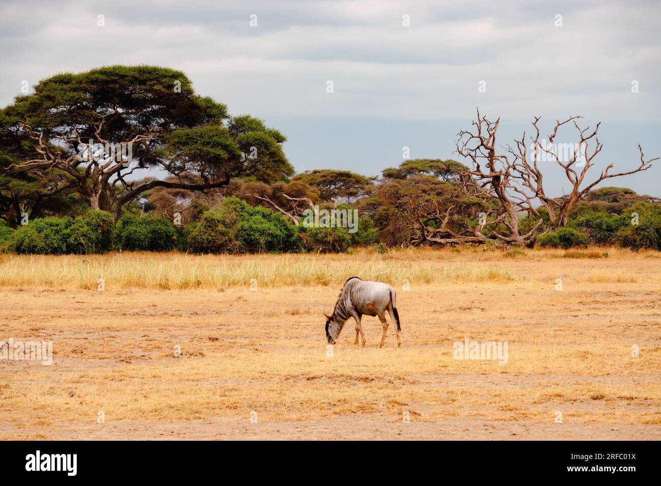 A herd of Southern White Bearded wildebeast at Amboseli National Park ...