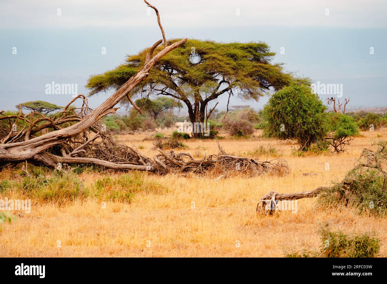 Scenic savannah grassland landscapes with umbrella thorn acacia tree at ...