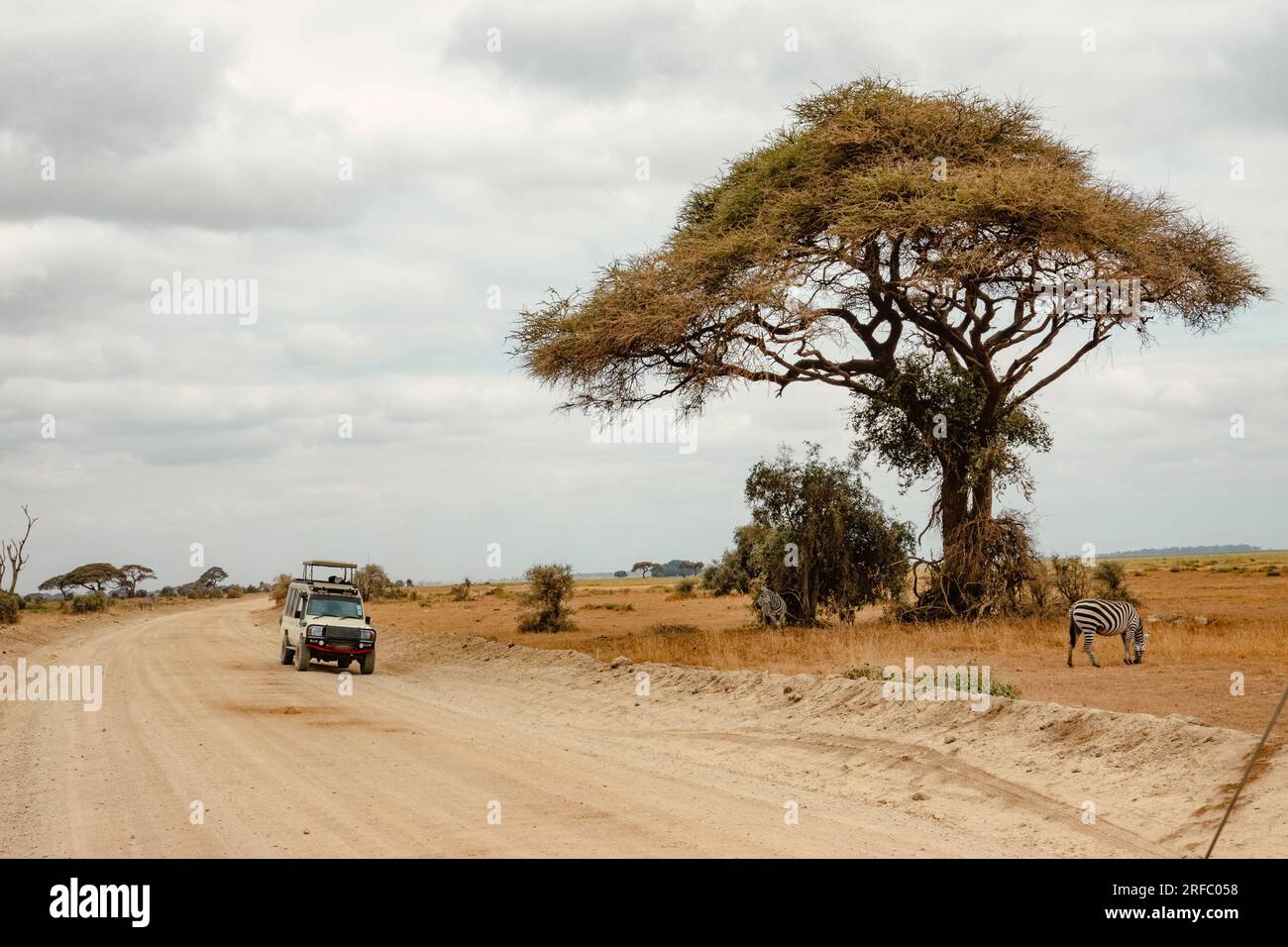 A safari van amidst a herd of zebras below an umbrella thorn acacia ...