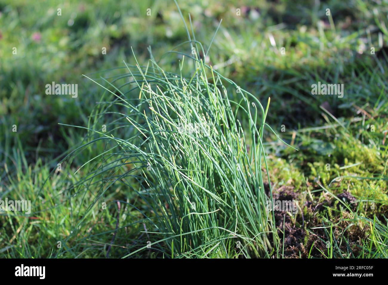 wild chives in the garden Stock Photo - Alamy