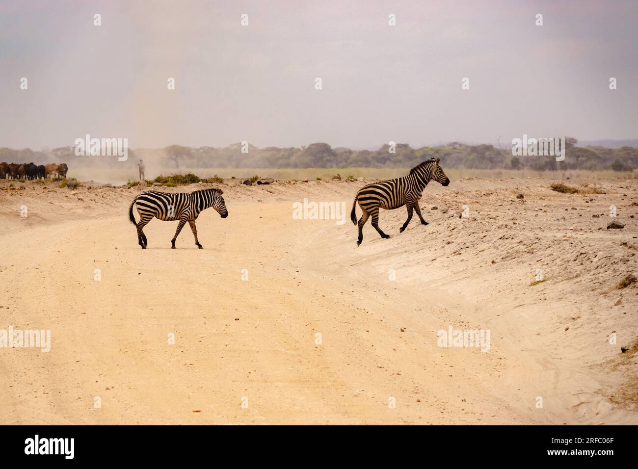 Zebras crossing a dirt road in Amboseli National Park, Kenya Stock ...